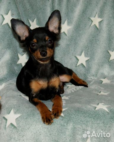 Пражский крысарик мальчишка