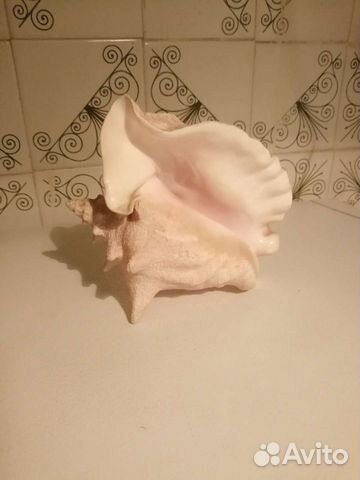 Ракушка