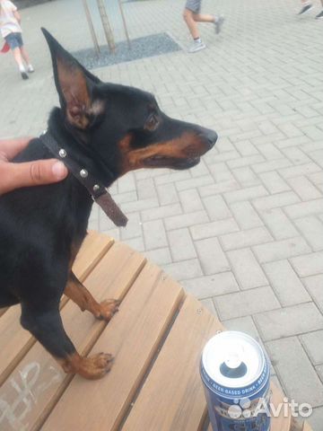 Собака