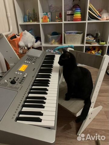 Красивый черный кот