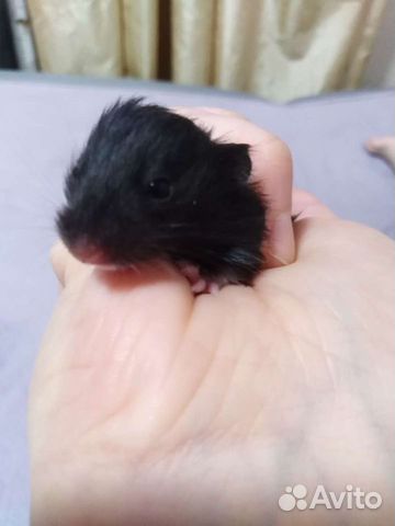 Сирийские хомячки