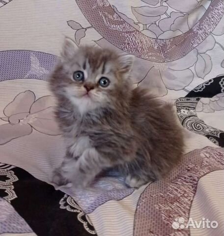 Шотландский хайленд котёнок
