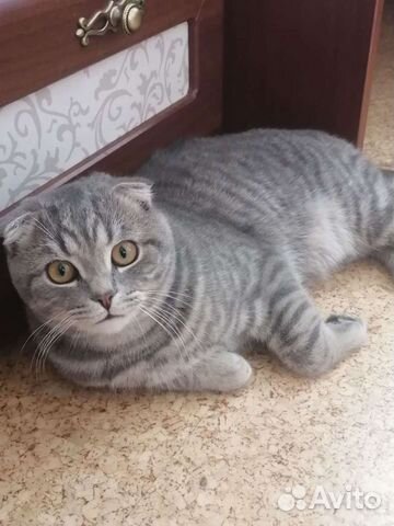 Шотландский вислоухий кот