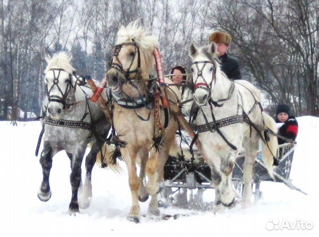 Съезженная тройка, пара лошадей с упряжью и санями