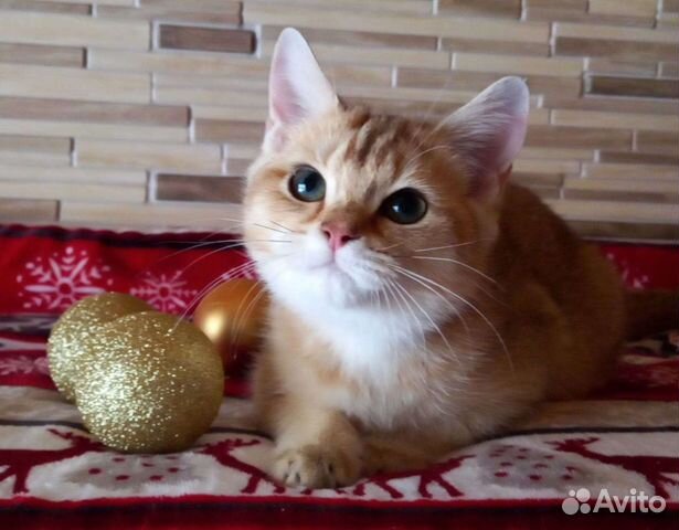 Британский котик