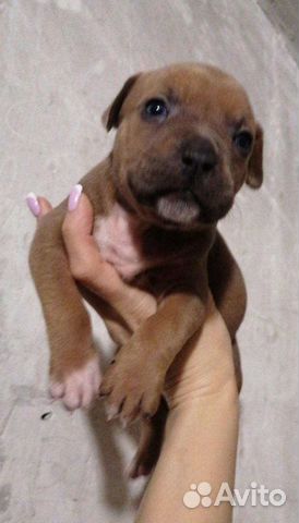 Малыши голубого окраса аст