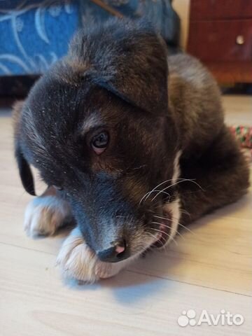 Красивая девочка 1,5-2 месяца