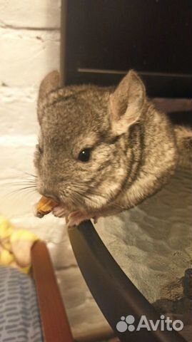 Шиншилла девочка 2 мес