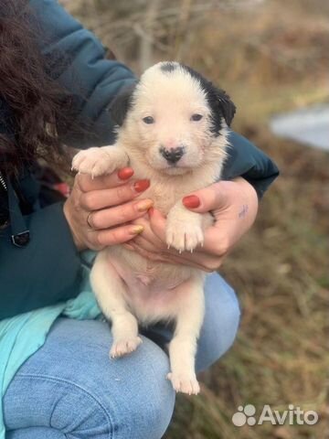 Малыши в семью