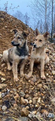 Щенки из приюта в добрые руки