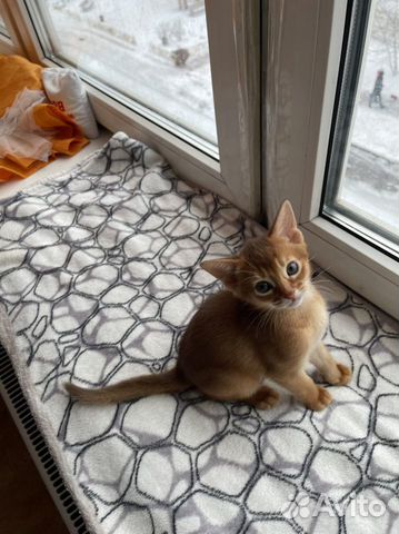 Абиссинская кошечка