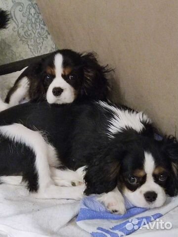 Щенки Ковалер Кинг чарльз