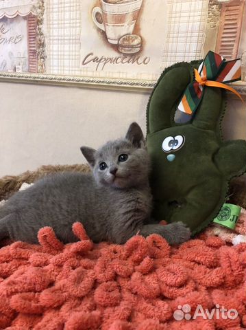 Котик порода русская голубая