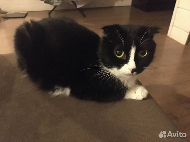 Вислоухая кошечка