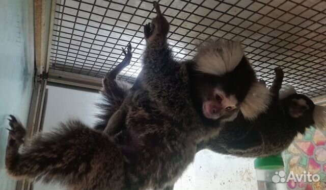 Маленькие обезьянки