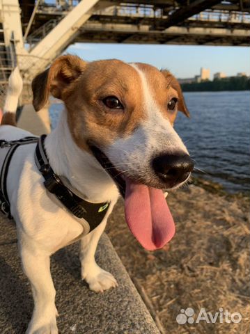 Вязка джек рассел терьер