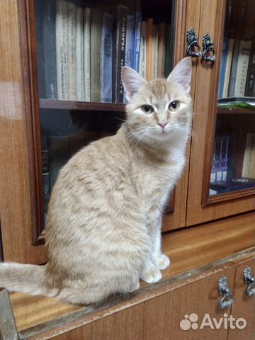 Котенок девочка в добрые руки