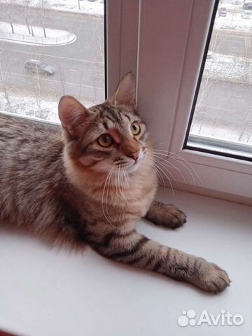 Котенок-подросток по имени Коржик., 7 месяцев