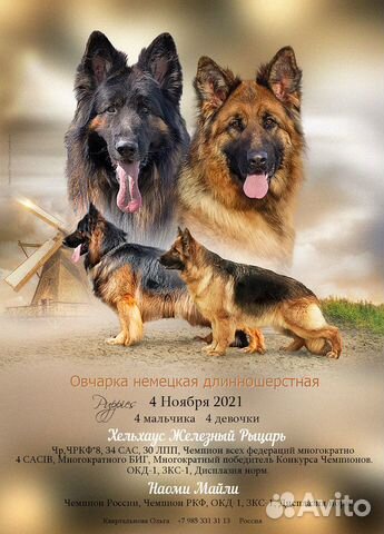 Пушистые малыши от длинношерстной пары