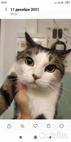 Найдена 11декабря домашняя киса