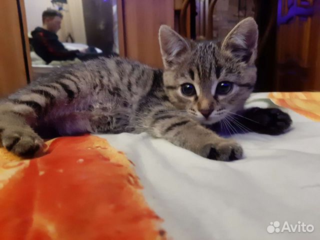 Котенок в добрые ркки