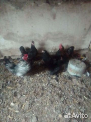 Куры цыплята
