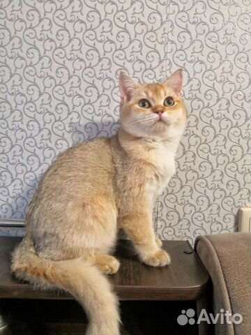 Котята золотая шиншилла