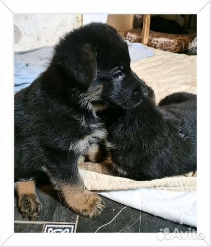 Щенки немецкой овчарки бесплатно