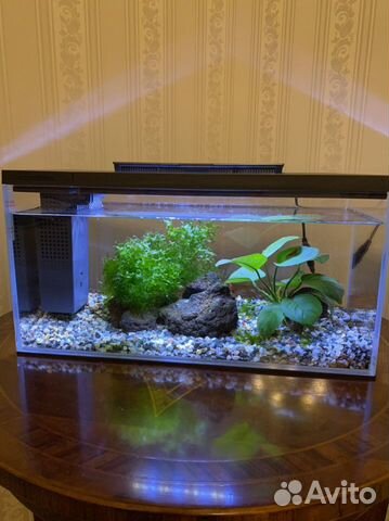Аквариум xiaomi с креветками черри