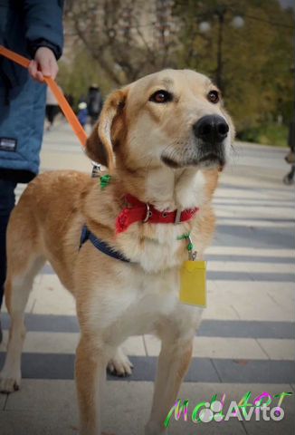 Ласковый красивый пес из приюта