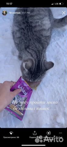 Кошка (кот) ищет дом
