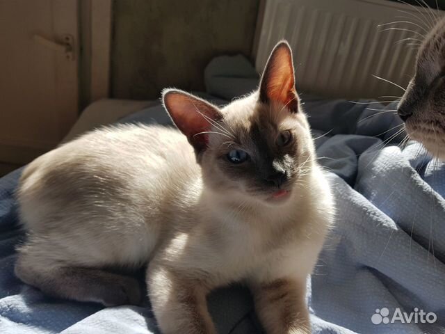 Тайские котята