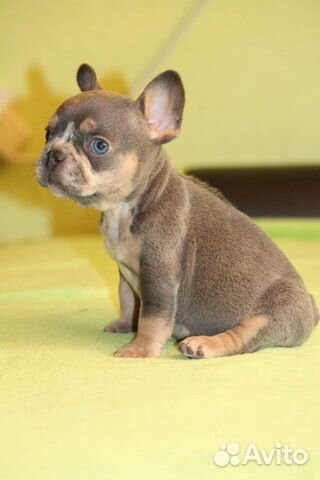 Француженка - чудо чудное, диво - дивное