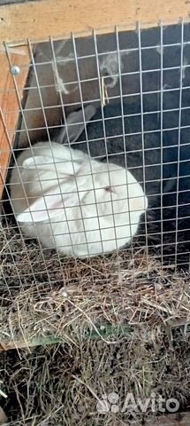 Крольчихи 9 месяцев мясной породы