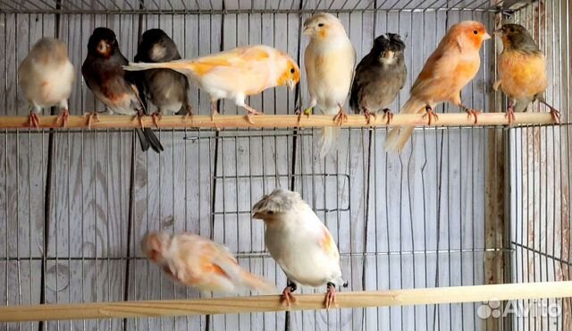 Канарейки в дар