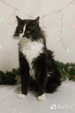 Кот молодой бесплатно