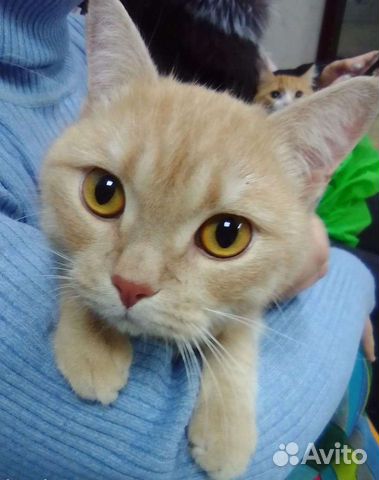 Котик Тоша ищет надёжных хозяев