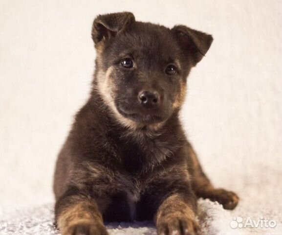 Малышка Кира щенок в добрые руки