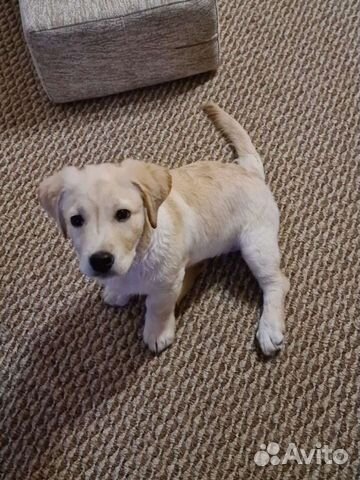 Лобрадор в добрые руки