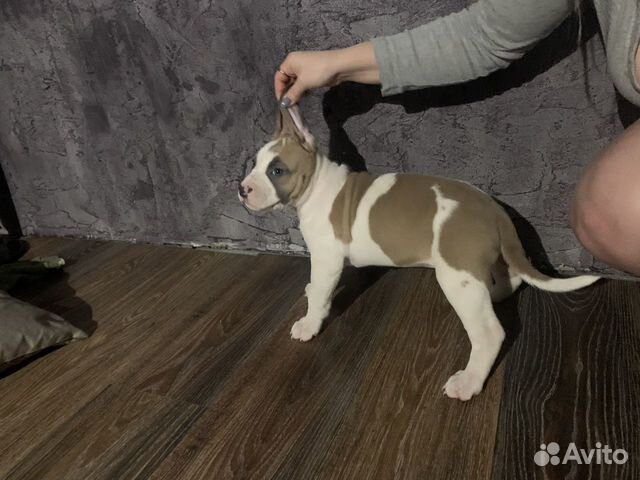 Стаффордширский терьер