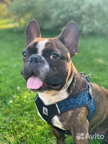 Французский бульдог кобель вязка