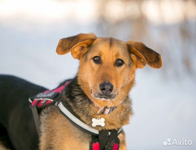 Собака в добрые руки пристраивается бесплатно
