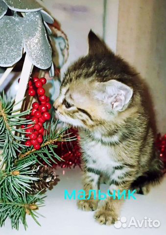 Котёнок ищет добрых хозяев