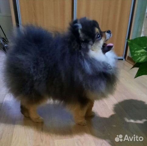 Померанский шпиц