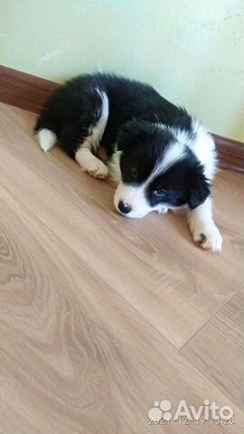 Щенки бордер колли