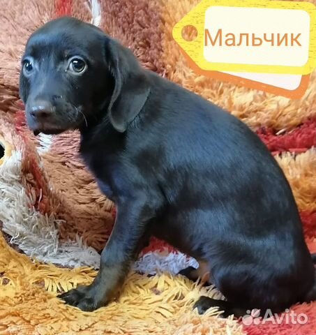 Щенки метисы таксы