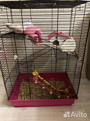 Крыса с клеткой