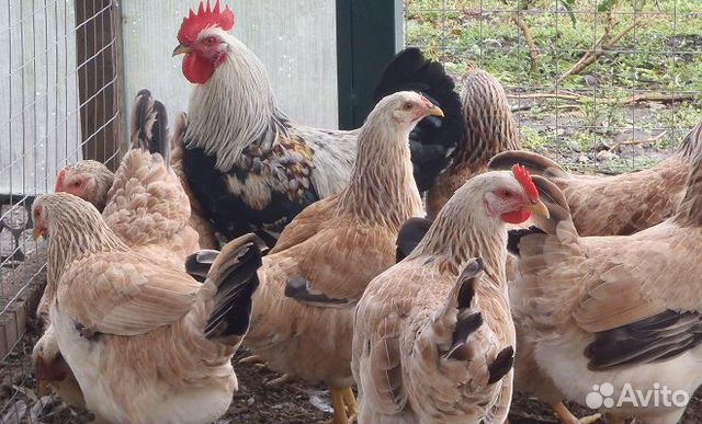 Яйцо куриное инкубационное (порода)