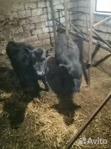 Продам 2 телочки 3х месячные