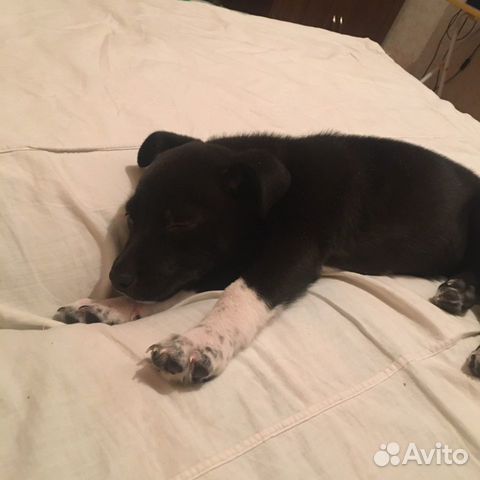 Щенок в добрые руки бесплатно